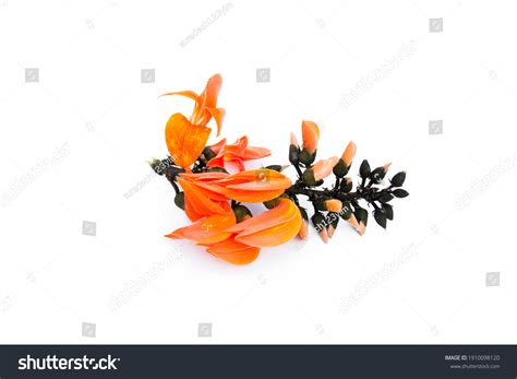 8 Pal Ah 图片、库存照片和矢量图 Shutterstock