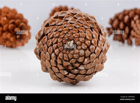 Biological Example Of Fibonacci Spirals Seen At A Pine Cone Isolated On