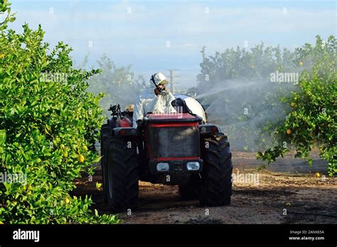 Tractor Spraying Pesticide And Insecticide On Lemon Plantation In Spain