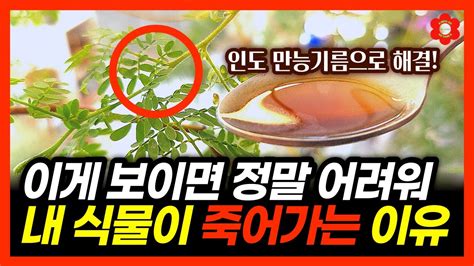 17만 보인다는 이 벌레 ※ㅣ잎줄기에 끈적~한 액체가 보인다면😱 지금 당장 치료해야 합니다ㅣ해충만 선택적으로 죽이는 방법