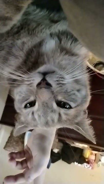 Upside Down Kitty Youtube