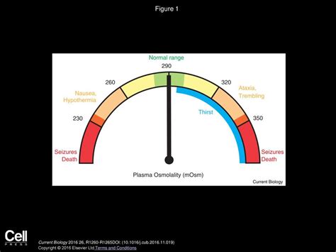 Plasma Osmolality Range At John Mellon Blog