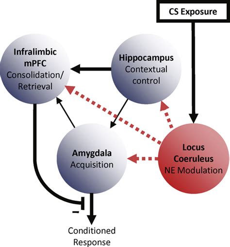 The Locus Coeruleus Innervates The Neural Structures Responsible For