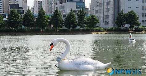 건국대학교 호수 위 태양광 백조