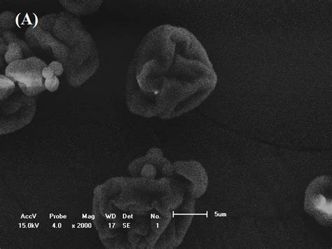 Scanning Electron Microscopy Of Microencapsulated Beet Extract By Spray