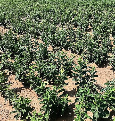 柴胡种植：勤劳致富，走向成功的中药创业之路加盟星百度招商加盟服务平台