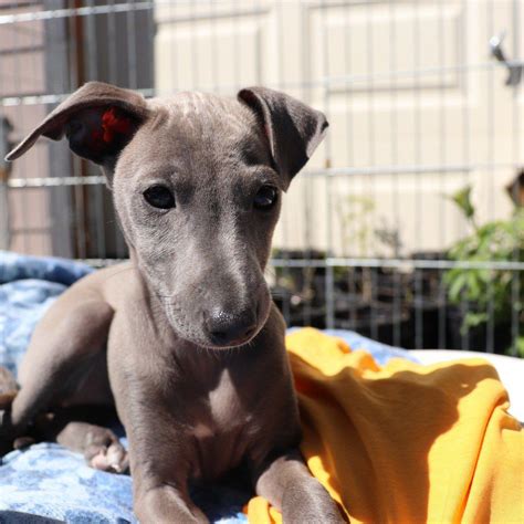 Home Italian Greyhound Puppies