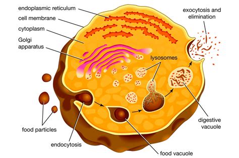 Lysosome Là Gì Cấu Tạo Và Cơ Chế Hoạt động Của Lysosome
