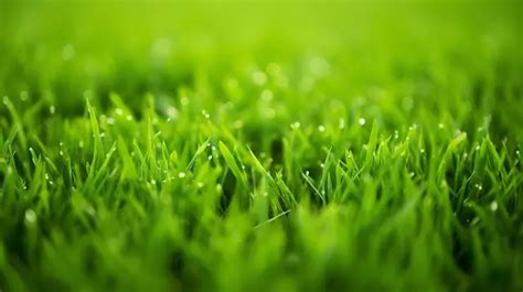 Gorgeous Vibrant Texture Of Fresh Green Grass Background Grass Texture