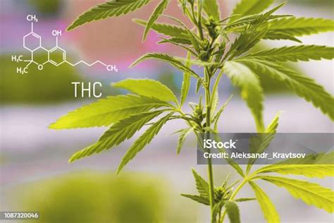 Fórmula Química Y Tetrahidrocannabinol Modelo Estructural De La