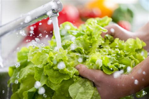 의외로 세균 바글바글한 채소… ‘이렇게 씻어야 안전하다 당신의 건강가이드 헬스조선