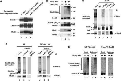 Roles Of Different Pools Of The Mitotic Checkpoint Complex And The