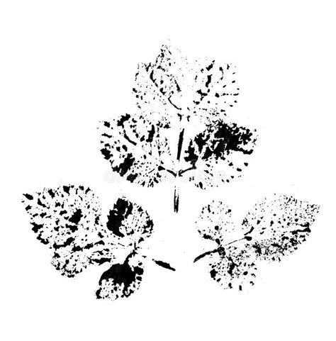 Leaf Print With Ink Stock Image Image Of Sketch Natural 260961105