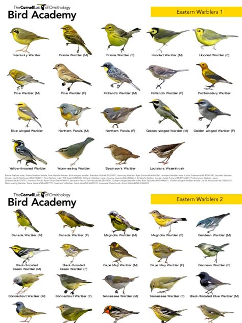Warbler Id Cheat Sheet Pdf Birds Vertebrates Of Canada