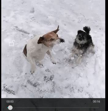 Cute Dogs In Snow