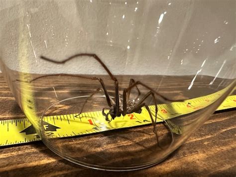 Arachnophobes Beware Oregons Largest Spider Is On The Move
