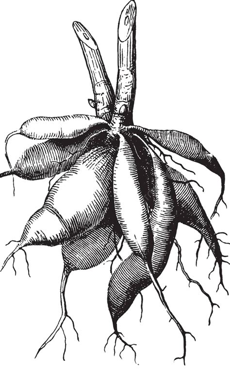Dahlia Root Vintage Illustration Drawing Tuber Engraved Vector Drawing Tuber Engraved Png And
