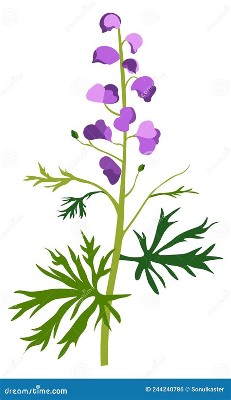 Aconite Flower And Butterfly Watercolor Drawing With Outline Royalty