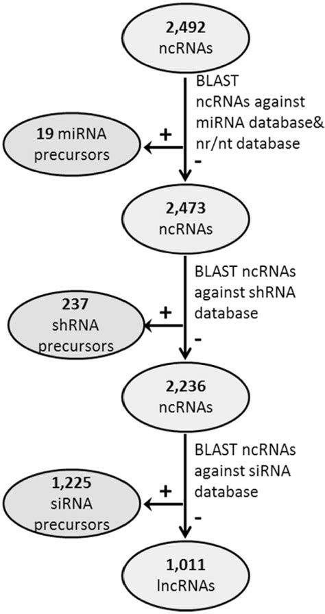 Figure 1 From Computational Identification And Functional Predictions