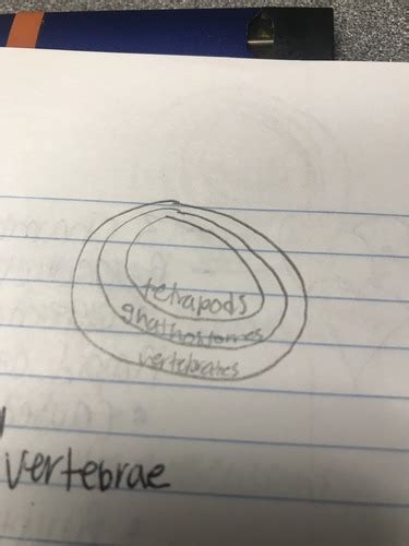 Organismal Exam 4 Flashcards Quizlet