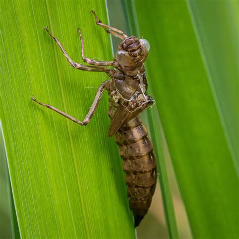 Dragonfly Emerging From Nymph