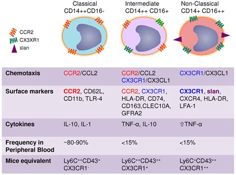Human Monocytes Are Classified Into Three Subtypes Based On The