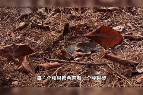 用脚踩出来的世界名酒反而大受欢迎 名酒 世界
