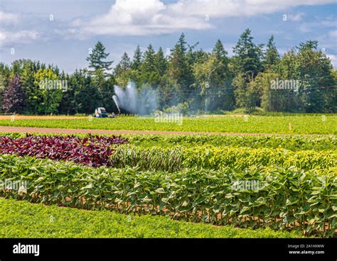 An Irrigation System Watering Shrubs In Nursery In The Pacific Nothwest Stock Photo Alamy