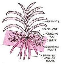 Modifications Of Root W Babes
