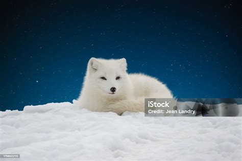 별이 빛나는 진한 푸른 하늘을 배경으로 눈 언덕에 누워 있는 북극 여우의 근접 촬영 북극여우에 대한 스톡 사진 및 기타 이미지