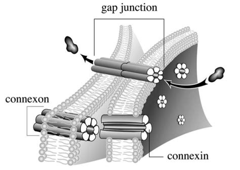 What Are Gap Junctions Keops