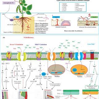 Hormonal Regulation Of Root Development And Current Understanding Of Download Scientific