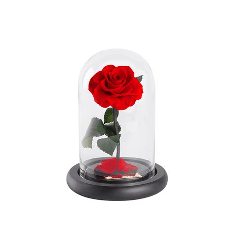 Bella Mini Me Myforeverrose