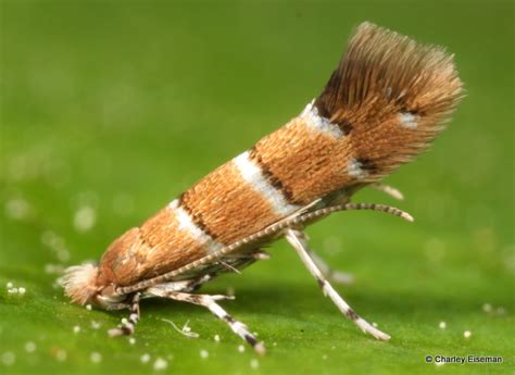 Leaf Rolling Weevils Bugtracks