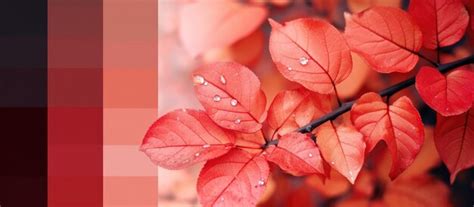 premium photo color scheme or range of colors
