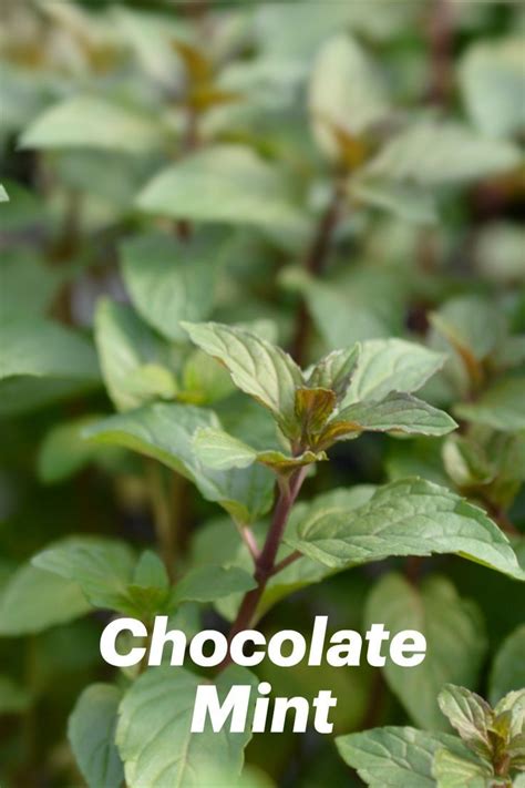 30 Different Types Of Mint Plants With Pictures Artofit
