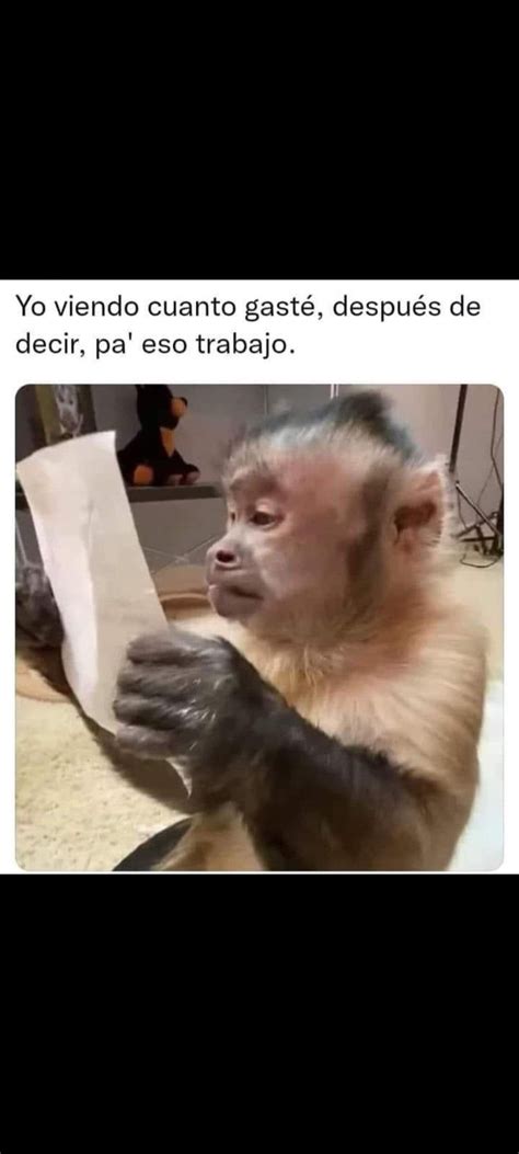 Funny Monkey Meme