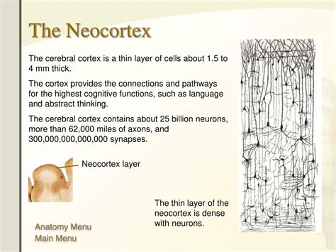 PPT The Human Brain Anatomy Functions And Injury PowerPoint Presentation ID 6875501