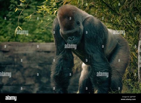 Silberrücken gorilla im gras -Fotos und -Bildmaterial in hoher ...