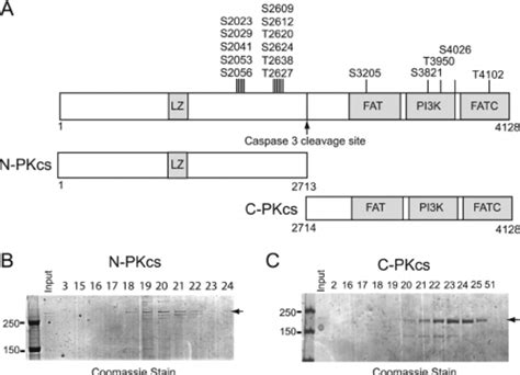 Purification Of N Pkcs And C Pkcs A Schematic Diagram Of Domains Of Download Scientific