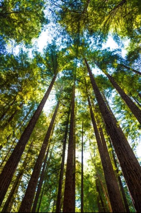 Coast Redwood Tree Seedling Sequoia Sempervirens Small Etsy