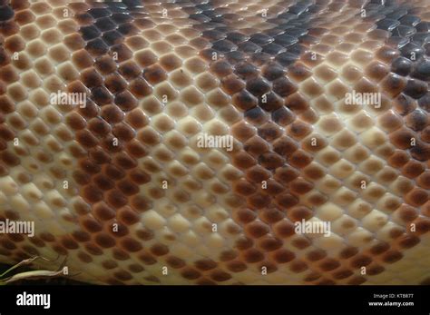 Detail Of Skin On An Australian Black Headed Python Aspidites