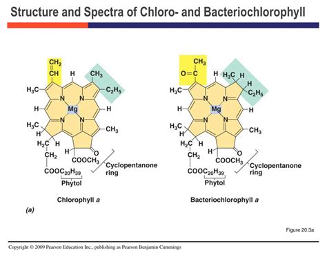 Ppt Metabolic Diversity Phototrophy Autotrophy Chemolithotrophy