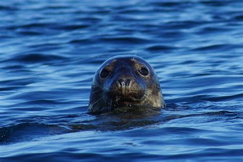Pip Seal Water 4k Wallpaper Coolwallpapersme