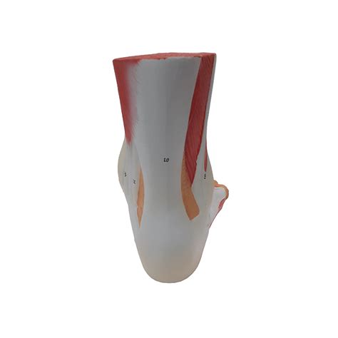 Anatomia Do Pé Ligamentos E Músculos Mogiglass Anatomia E Simulação