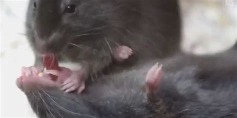 Scientists Left Stunned After Mice Seen Performing Cpr To Revive Companions In Major First