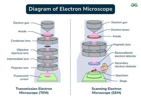 Diagram Of Electron Microscope Geeksforgeeks