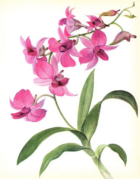 Orchid Print Set Of 4 Vintage Pink Orchid Prints Botanical Art Etsy