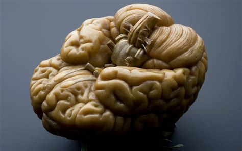 Python Logic Programming With Example