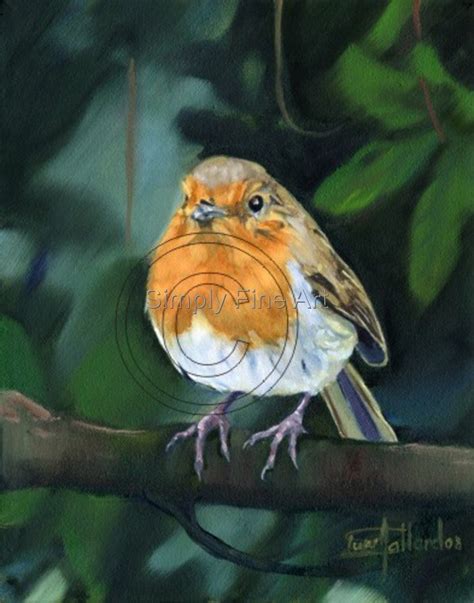 Robin Head On Mallardart At Simply Fine Art